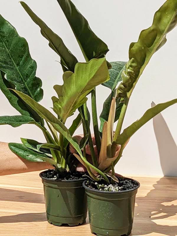 Philodendron Narrow Tiger Tooth Plant in 4” pot – Plants you’ve been ...