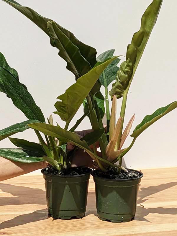 Philodendron Narrow Tiger Tooth Plant in 4” pot – Plants you’ve been ...